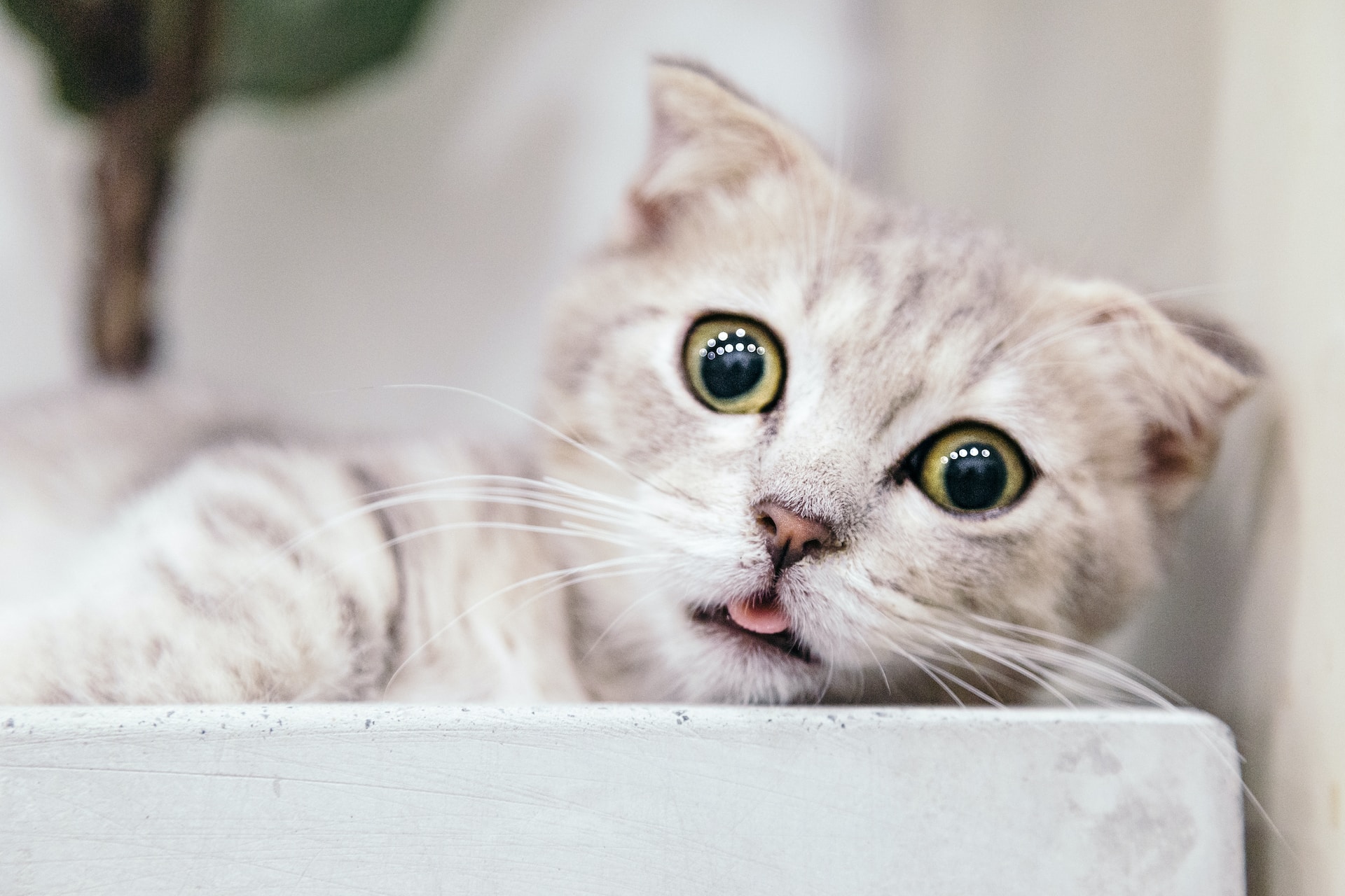 Understanding Cat Behaviour: Decoding Your Cat's Body Language - Moggies